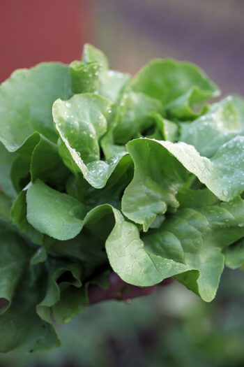 What to grow: 5 Fast-Growing Food Plants : The Gardener
